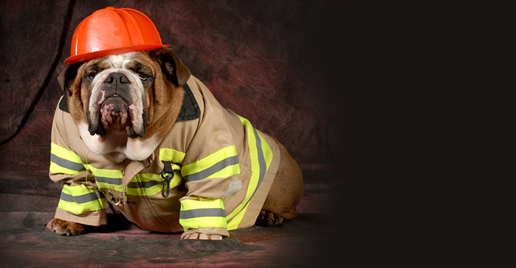 Keeping Your Furry Friend Safe In A Fire | State Insurance